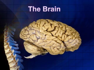 Human nervous system__by_Aarohi Gupta_for_class_10-a | PPTX