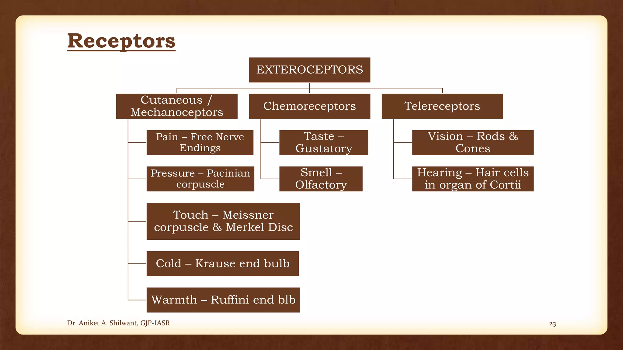 HUMAN NERVOUS SYSTEM PART 1 | PPTX