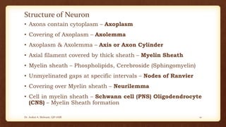 HUMAN NERVOUS SYSTEM PART 1 | PPTX