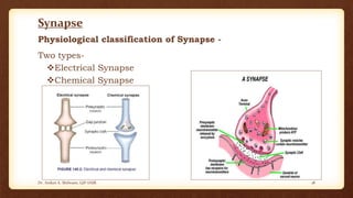 HUMAN NERVOUS SYSTEM PART 1 | PPTX
