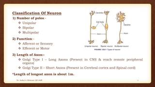 HUMAN NERVOUS SYSTEM PART 1 | PPTX