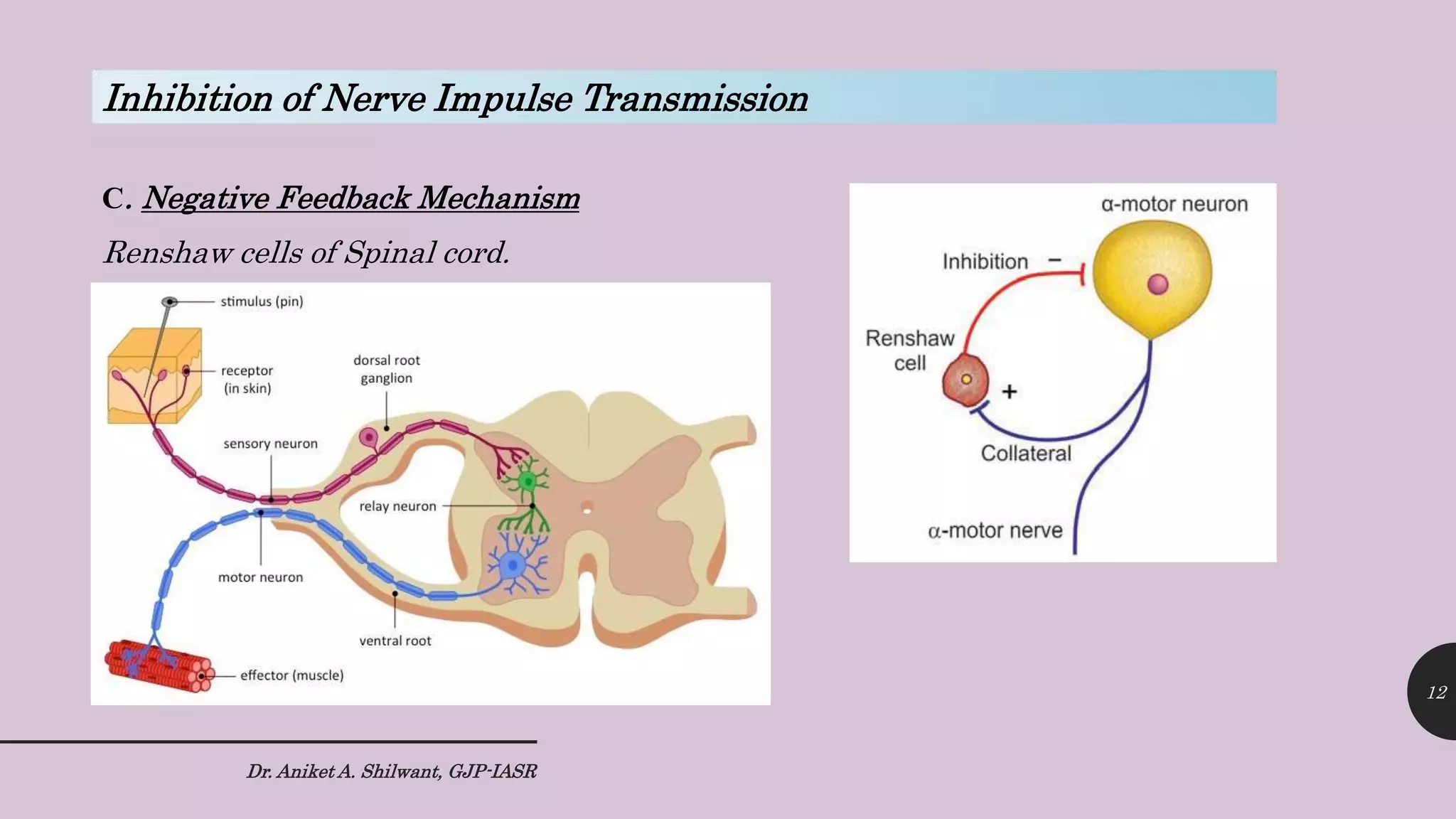 HUMAN NERVOUS SYSTEM PART II | PPT