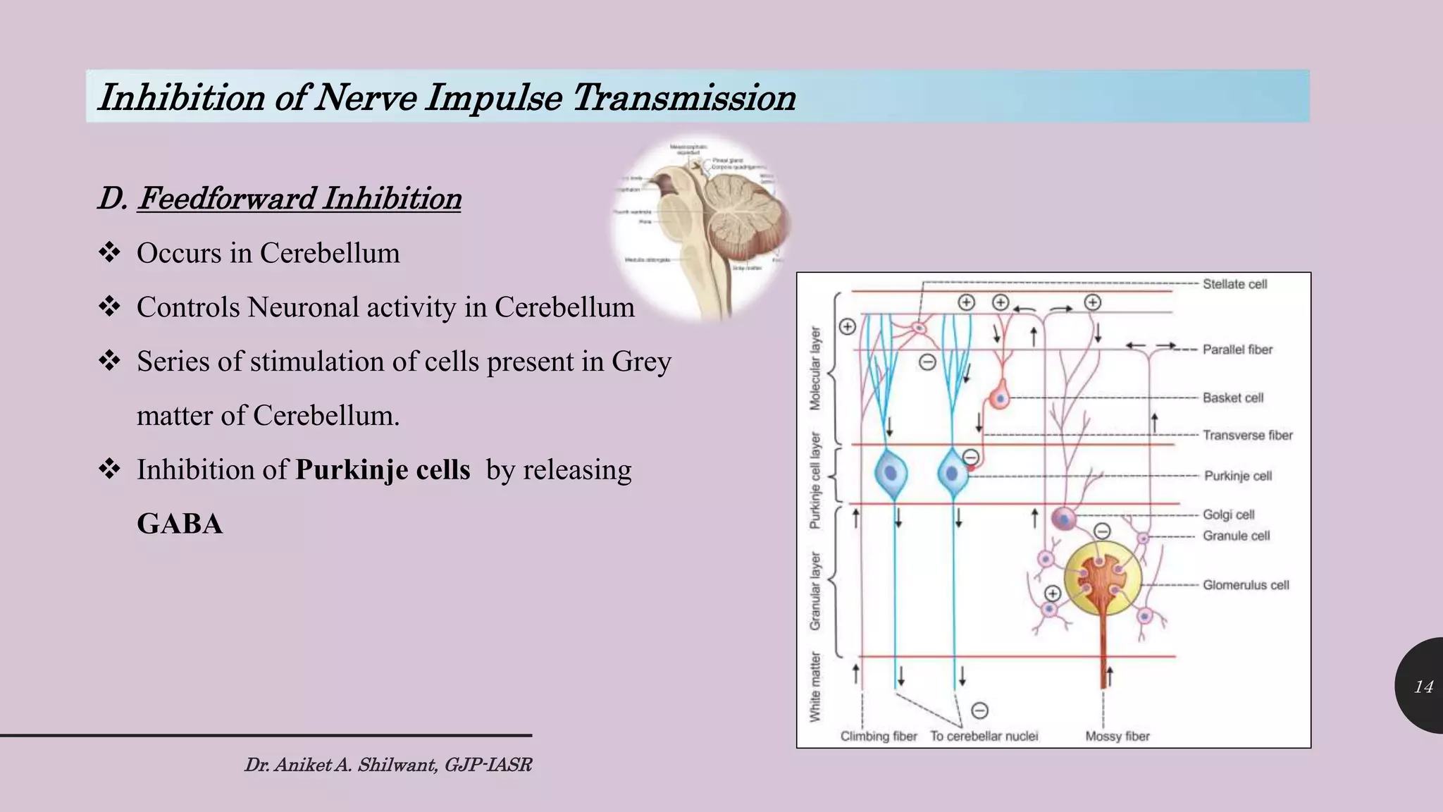 HUMAN NERVOUS SYSTEM PART II | PPT