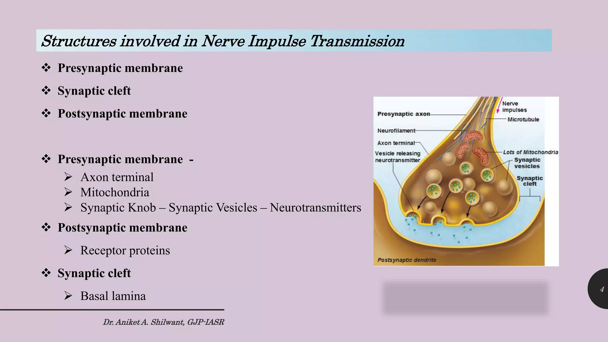 HUMAN NERVOUS SYSTEM PART II | PPT