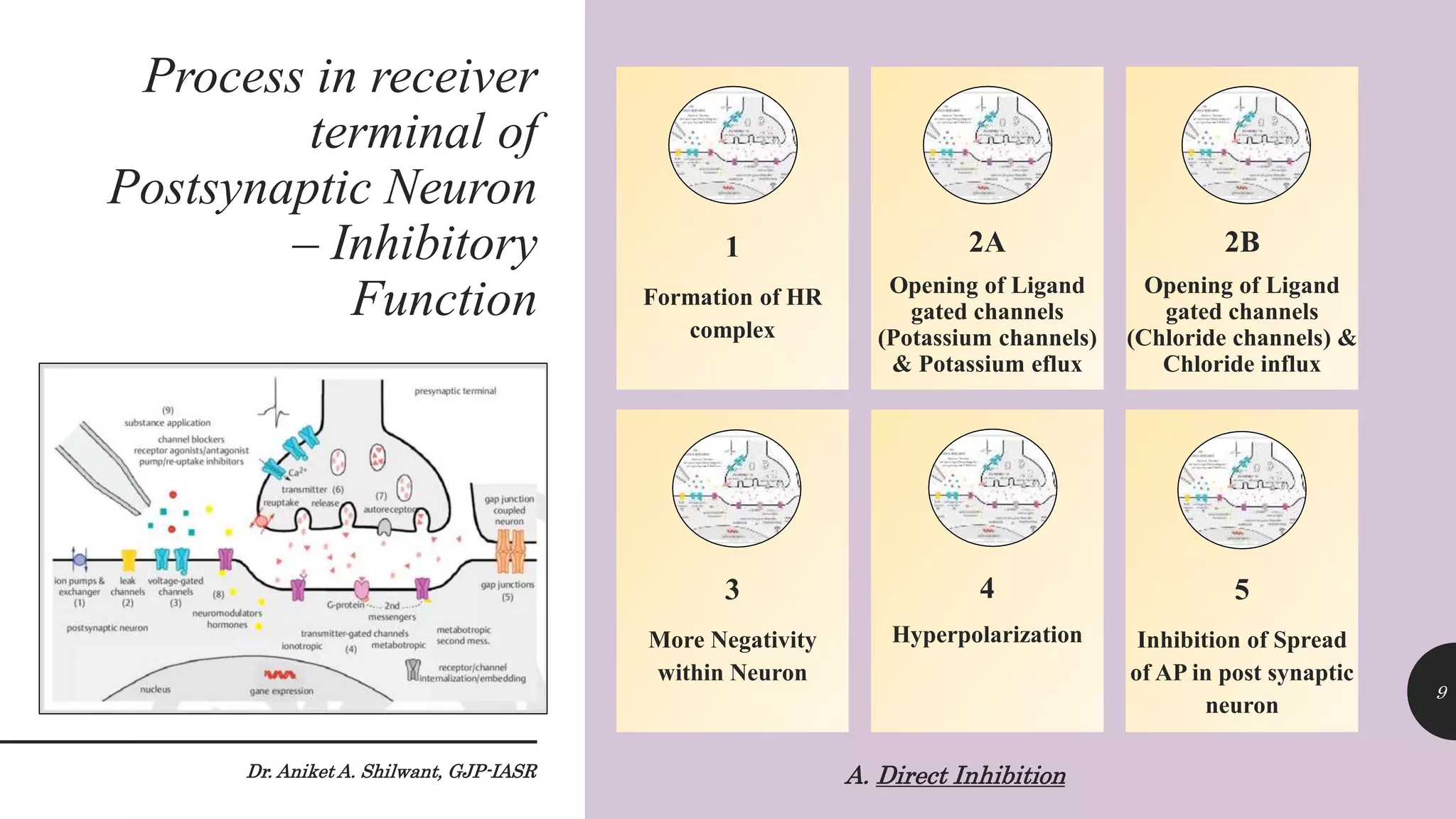 HUMAN NERVOUS SYSTEM PART II | PPT