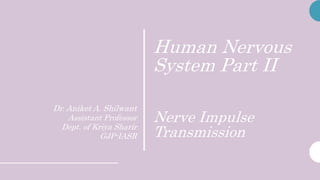 HUMAN NERVOUS SYSTEM PART II | PPT