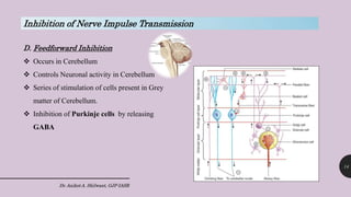 HUMAN NERVOUS SYSTEM PART II | PPT