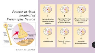 HUMAN NERVOUS SYSTEM PART II | PPT