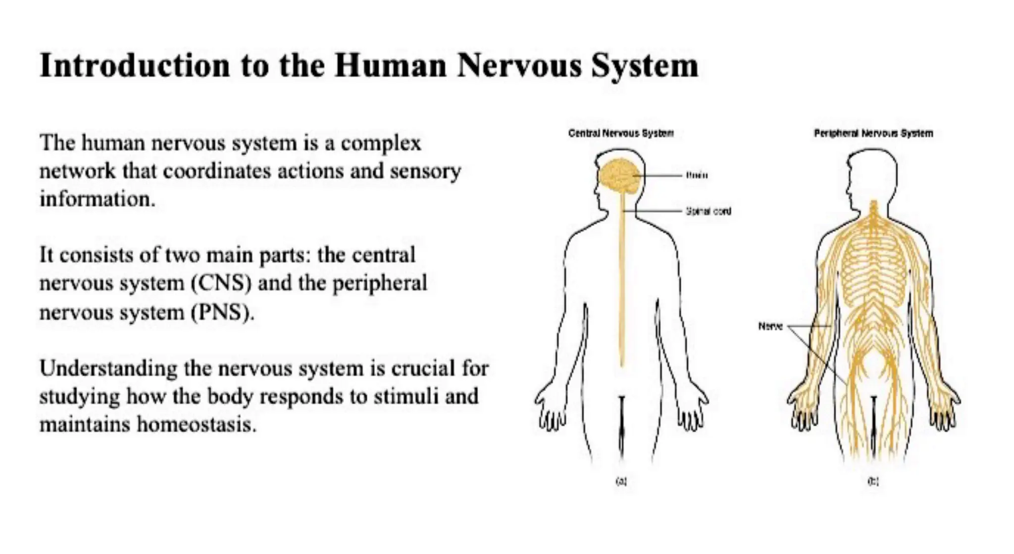 Human Nervous system SHORT note for review created by Hitesh sharma ...