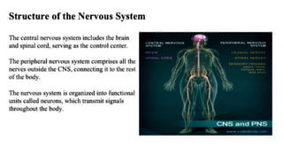 Human Nervous system SHORT note for review created by Hitesh sharma ...