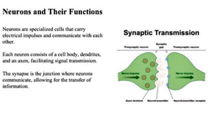 Human Nervous system SHORT note for review created by Hitesh sharma ...