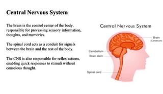 Human Nervous system SHORT note for review created by Hitesh sharma ...