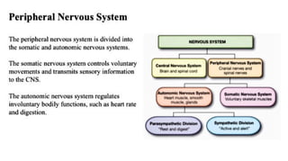 Human Nervous system SHORT note for review created by Hitesh sharma ...