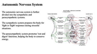 Human Nervous system SHORT note for review created by Hitesh sharma ...