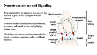 Human Nervous system SHORT note for review created by Hitesh sharma ...