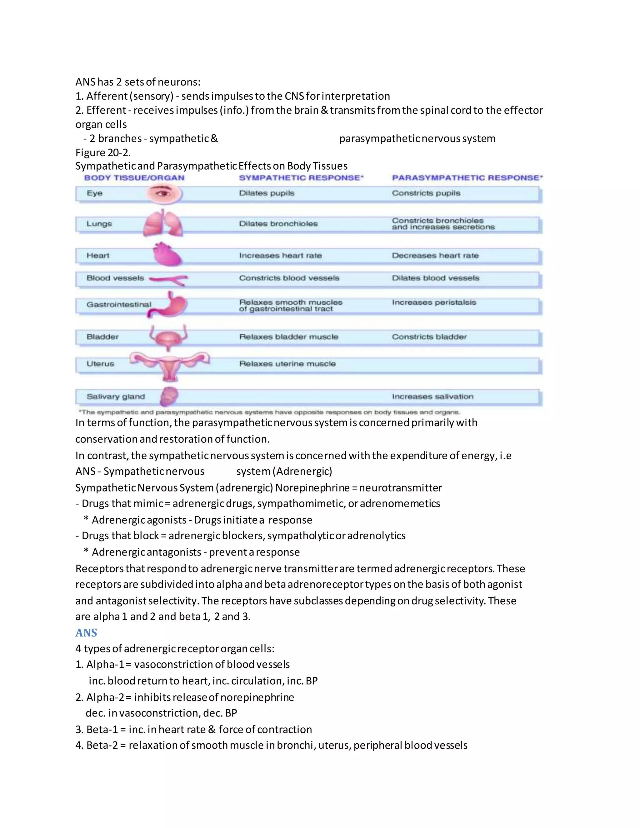 Human nervous system test | PDF
