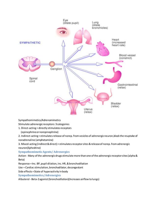 Human nervous system test | PDF