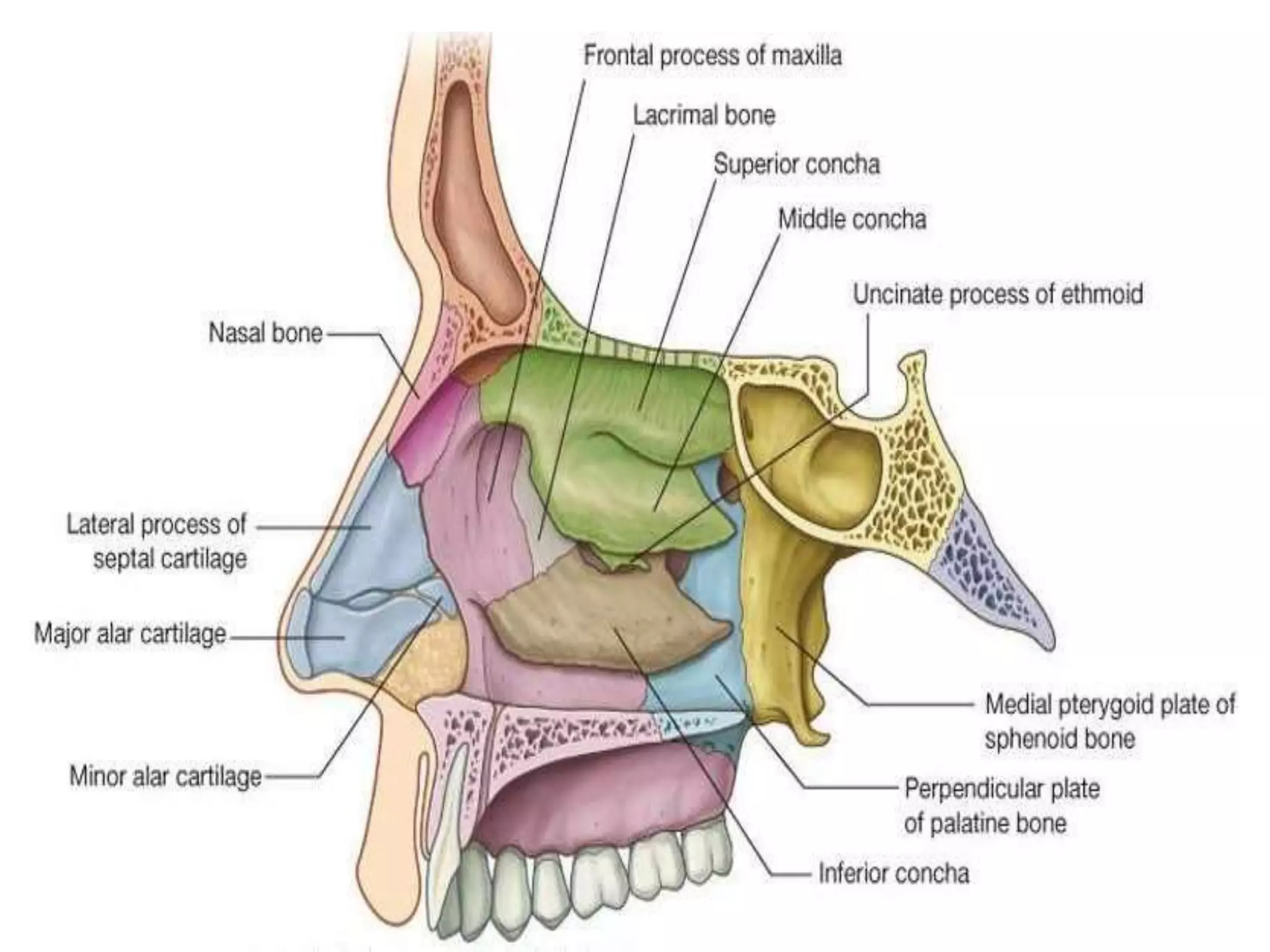 Nose Anatomy & Physiology | PPTX
