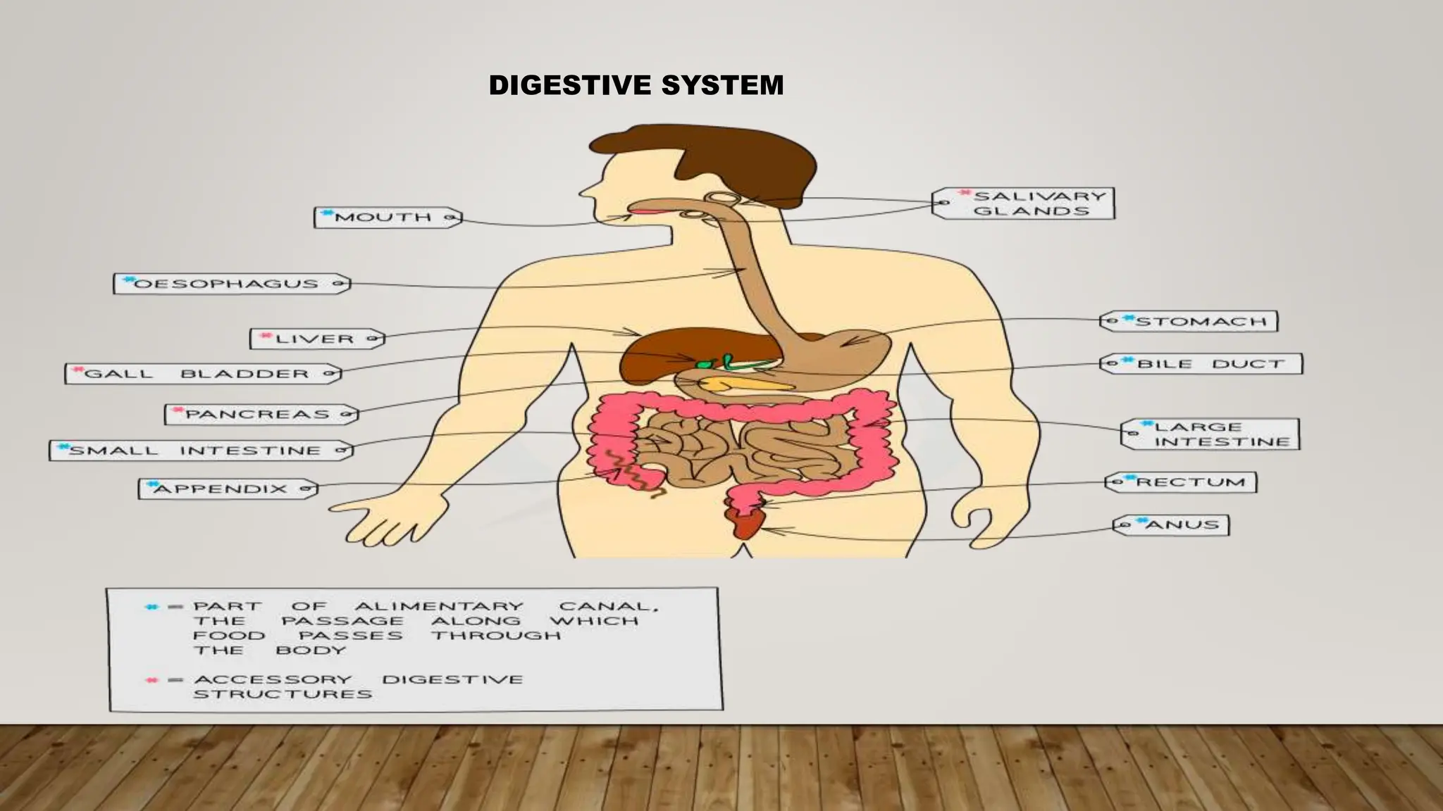 HUMAN NUTRITION.pptx IGCSE DIGESTIVE SYSTEM & DIGESTIVE GLANDS | PPTX