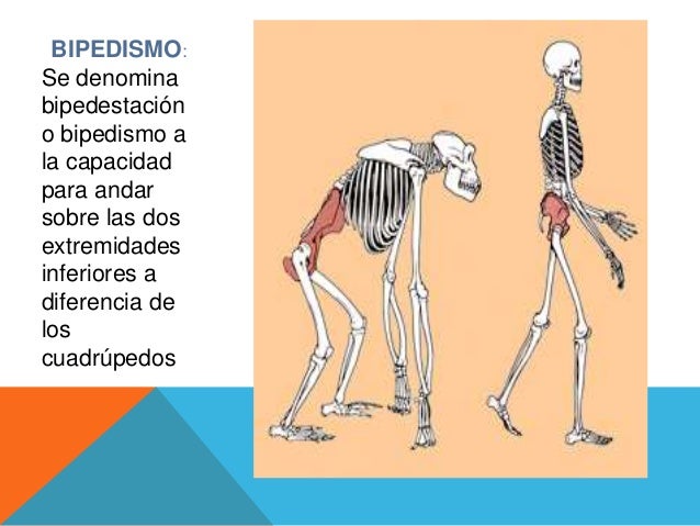 Humanoides