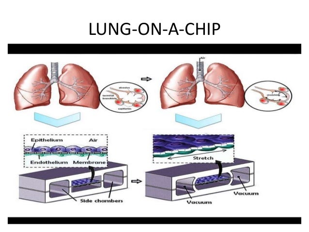 Human organs on-chips