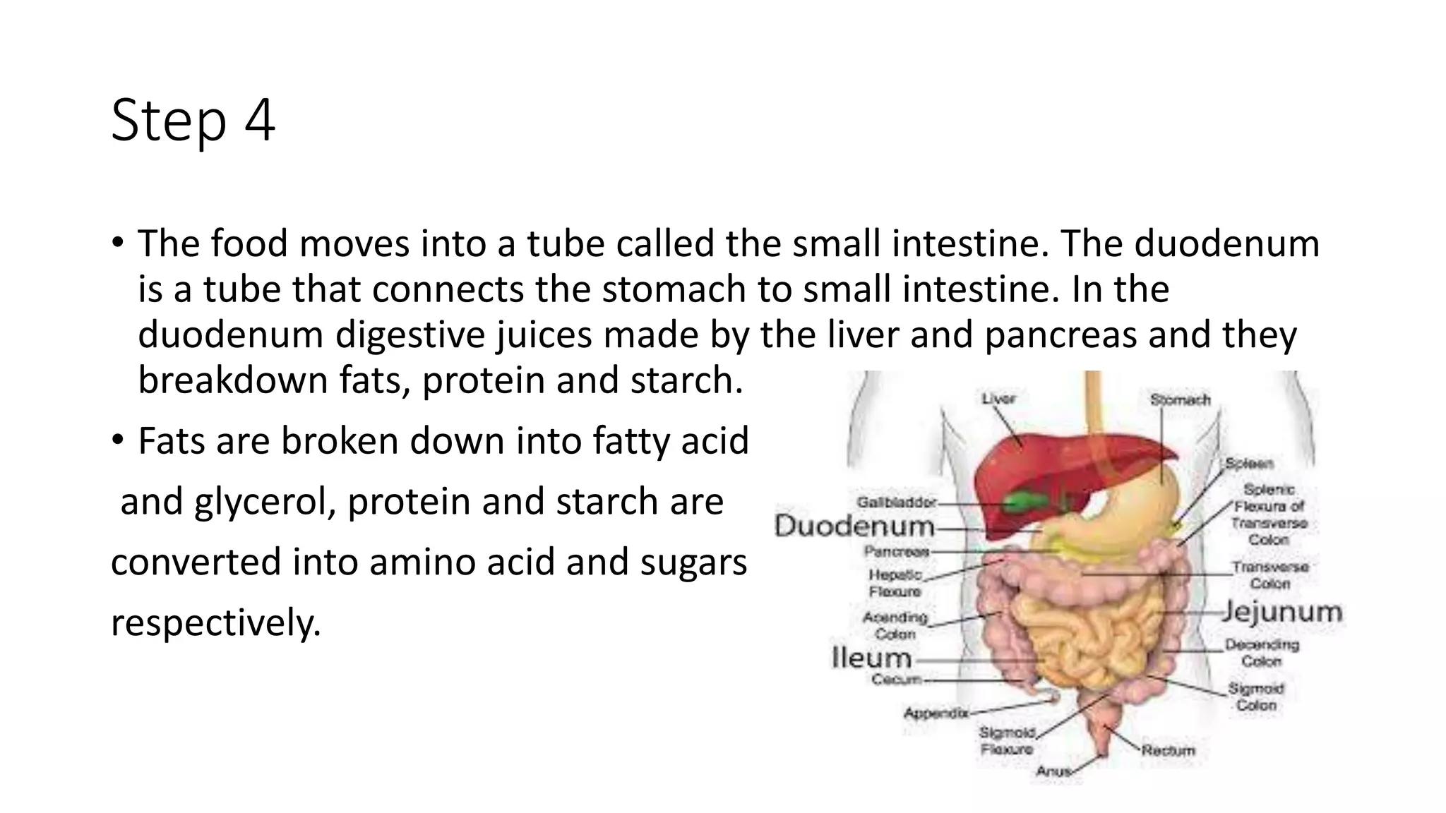 Human digestive system | PPT