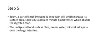 Human digestive system | PPTX