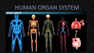 HUMAN ORGAN SYSTEM.pdf