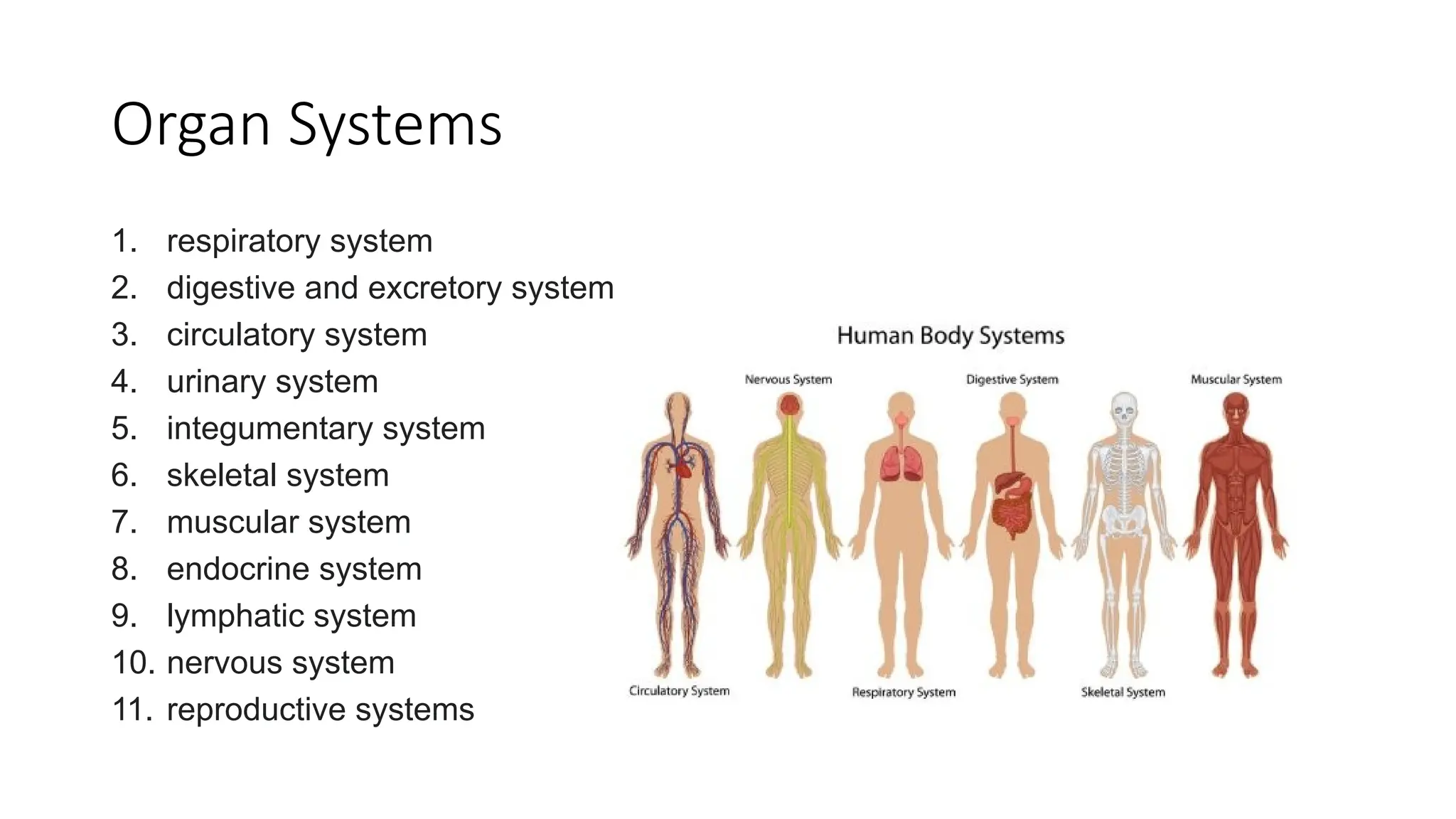 Human Organ Systems Grade 5 Science Introduction | PPTX
