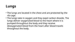 Human Organ Systems Grade 5 Science Introduction | PPTX