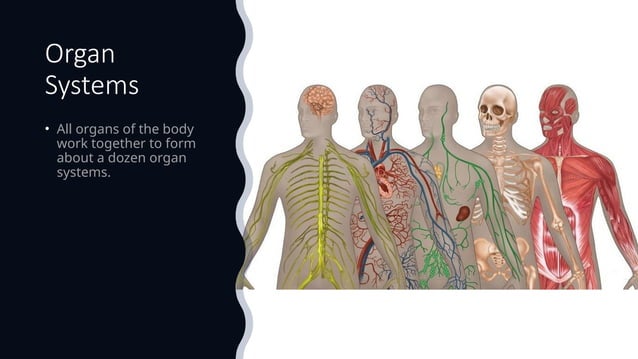 Human Organ Systems Grade 5 Science Introduction | PPTX