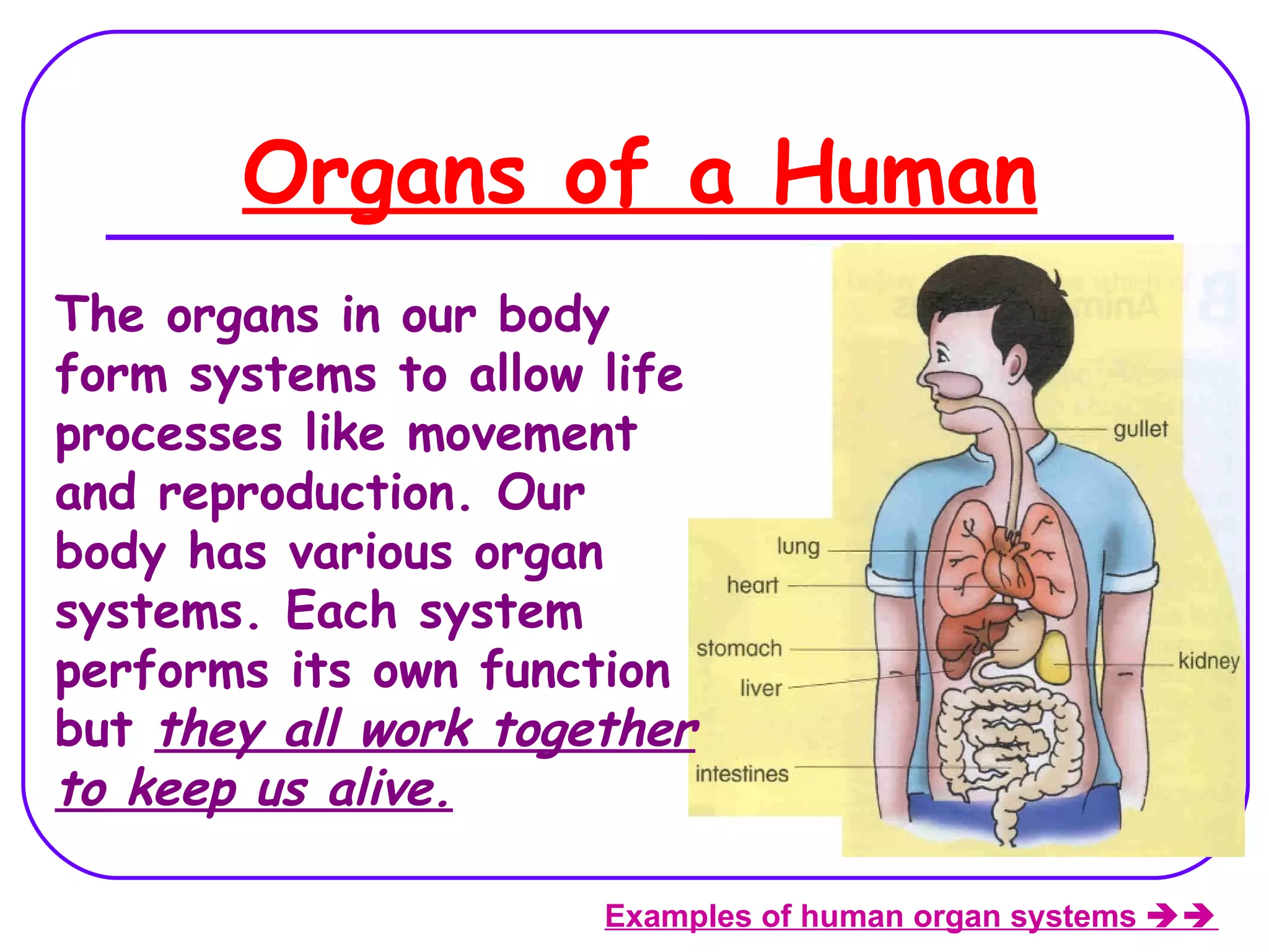 Human Organ Systems (Lesson 2) | PPT