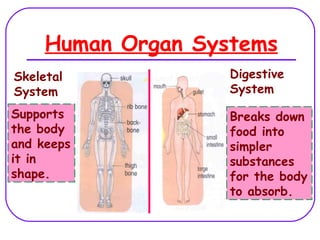 Organ System Examples