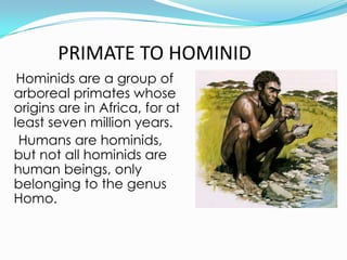 Examples Of Hominids