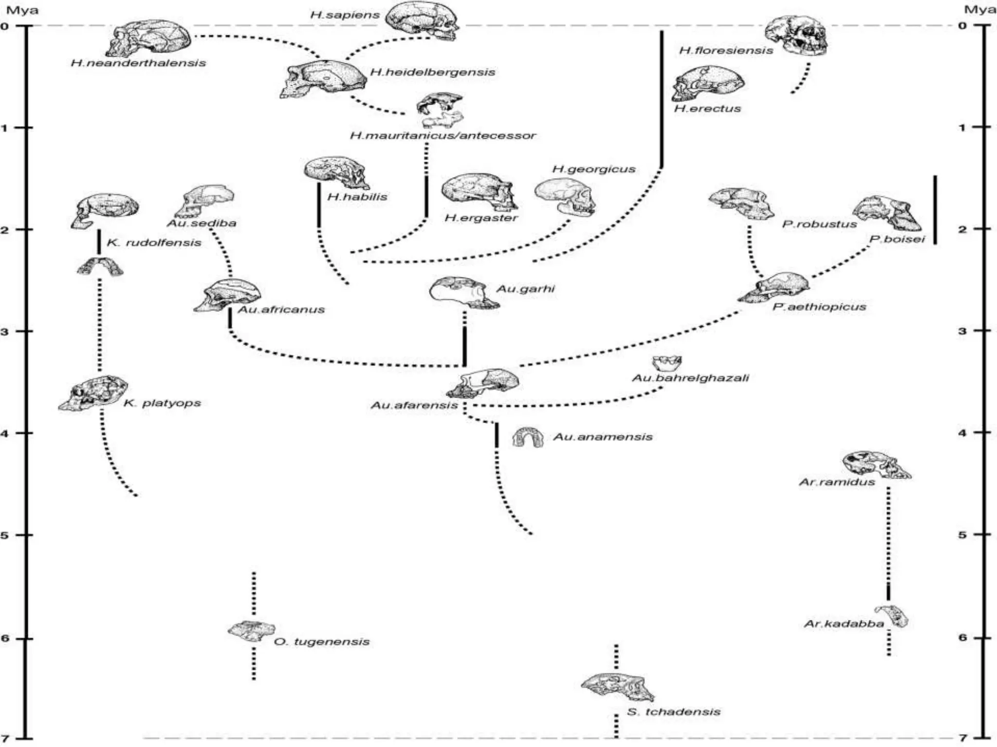 WH 1111, Human Origins and the Beginning of History | PPTX