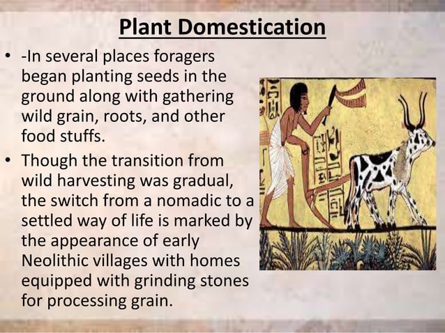 WH 1111, Human Origins and the Beginning of History | PPTX