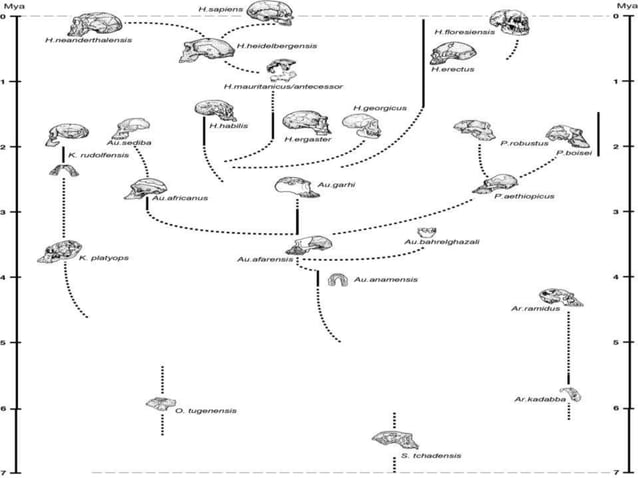WH 1111, Human Origins and the Beginning of History | PPTX