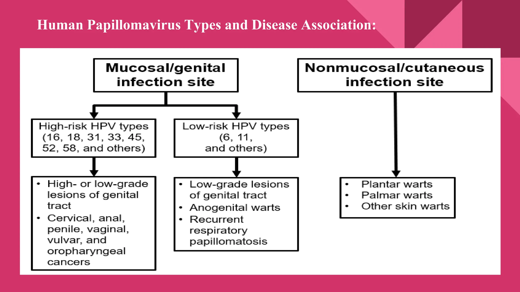 Papillomaviruses, Human Papillomavirus(HPV).pptx
