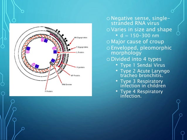 humanparainfluenzavirus 1.pptx. . | PPTX | Infectious Diseases | Diseases and Conditions