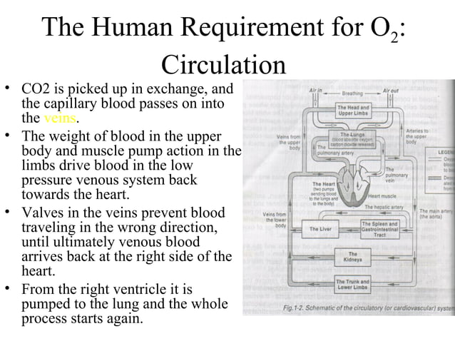 Human performance and limitation revised | PPT | Lung and Respiratory ...