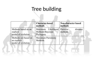 human phylogetic contrution of evolution tree.pptx