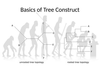 human phylogetic contrution of evolution tree.pptx