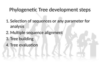 human phylogetic contrution of evolution tree.pptx