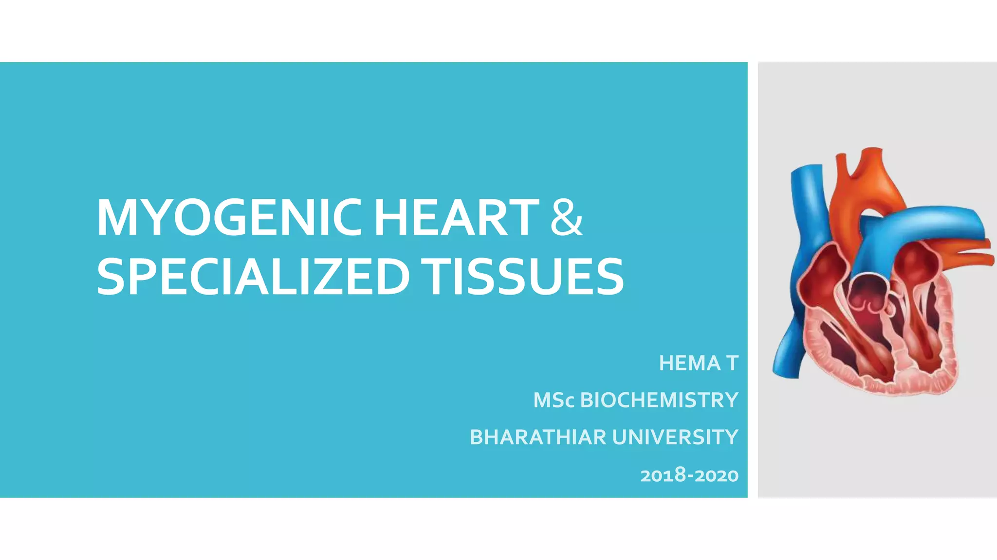 Heart- Myogenic heart . Mechanism of heart beat | PPTX