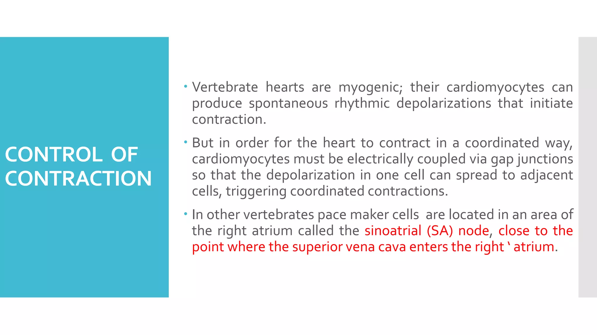 Heart- Myogenic heart . Mechanism of heart beat | PPTX