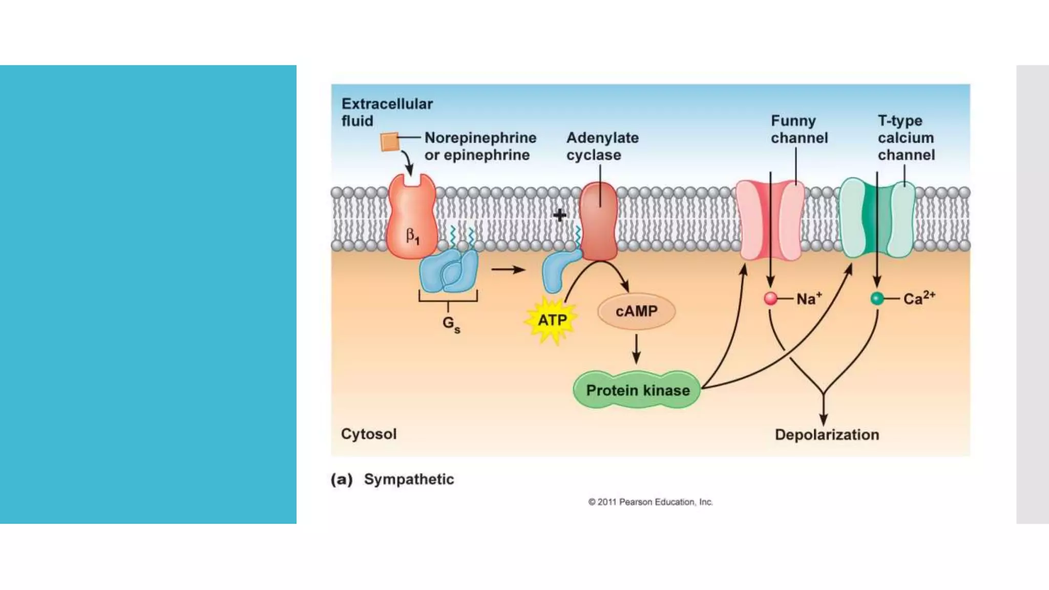 Heart- Myogenic heart . Mechanism of heart beat | PPTX