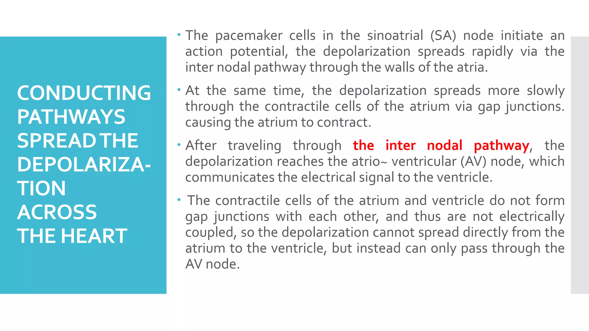 Heart- Myogenic heart . Mechanism of heart beat | PPTX