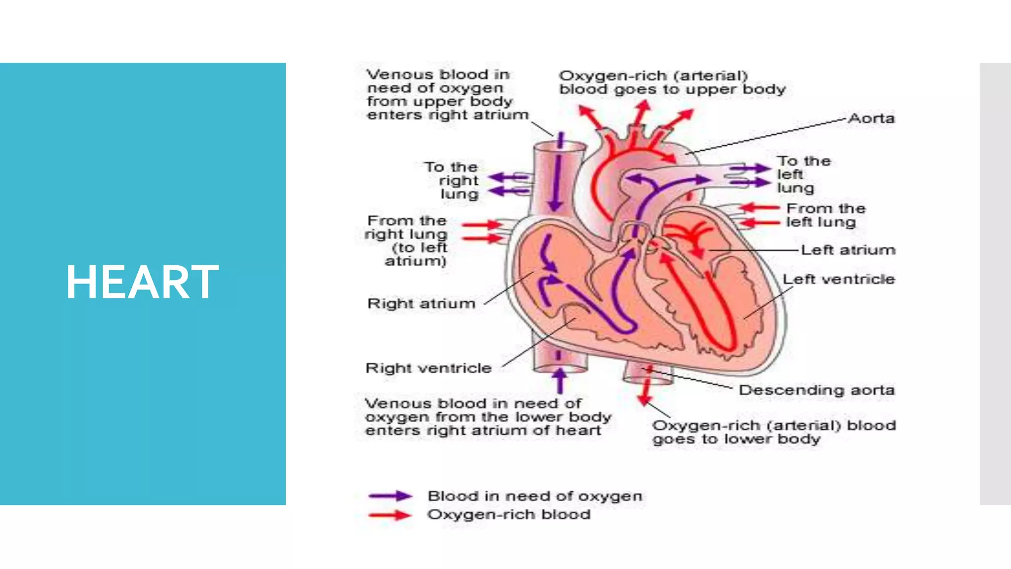 Heart- Myogenic heart . Mechanism of heart beat | PPTX