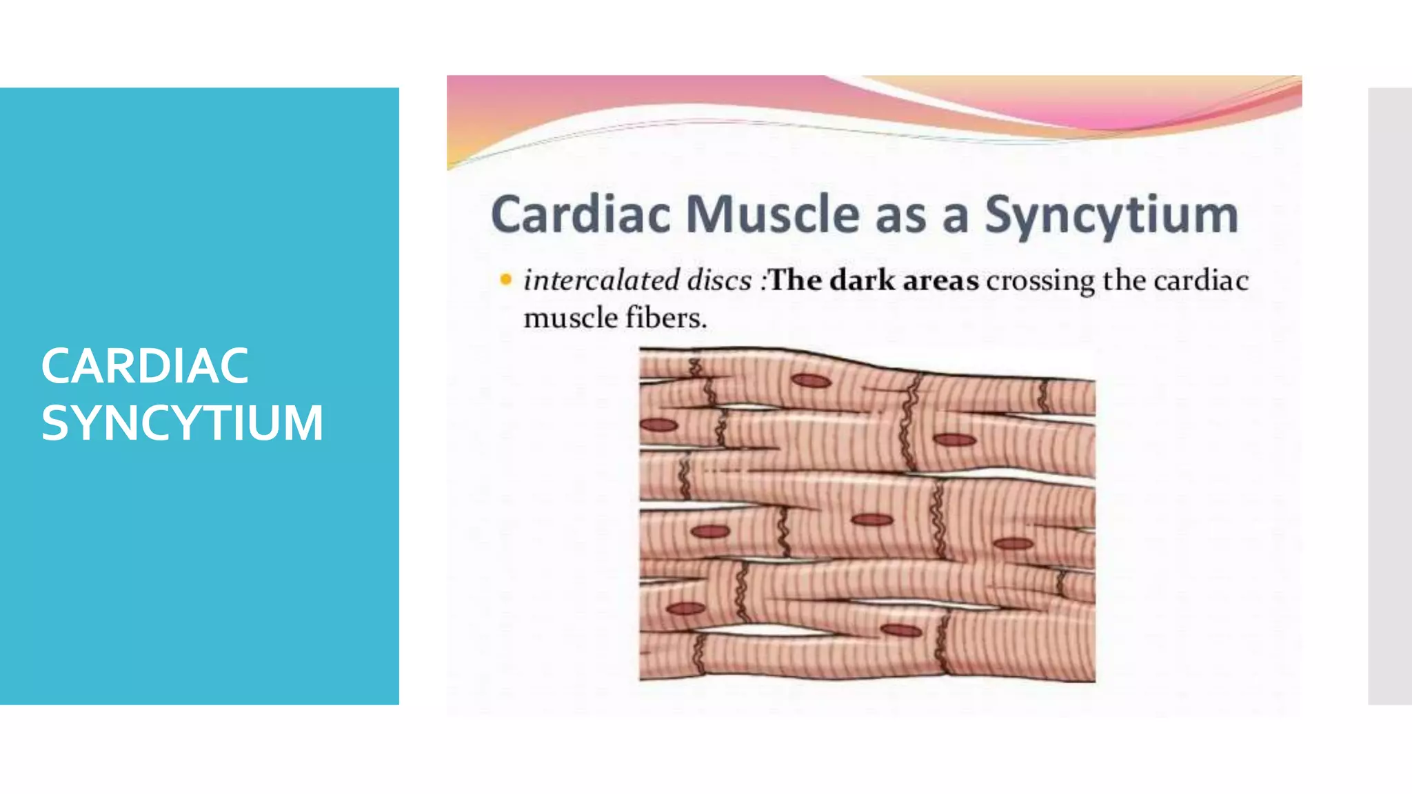 Heart- Myogenic heart . Mechanism of heart beat | PPTX