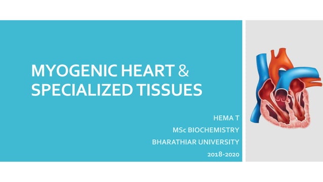 Heart- Myogenic heart . Mechanism of heart beat | PPTX